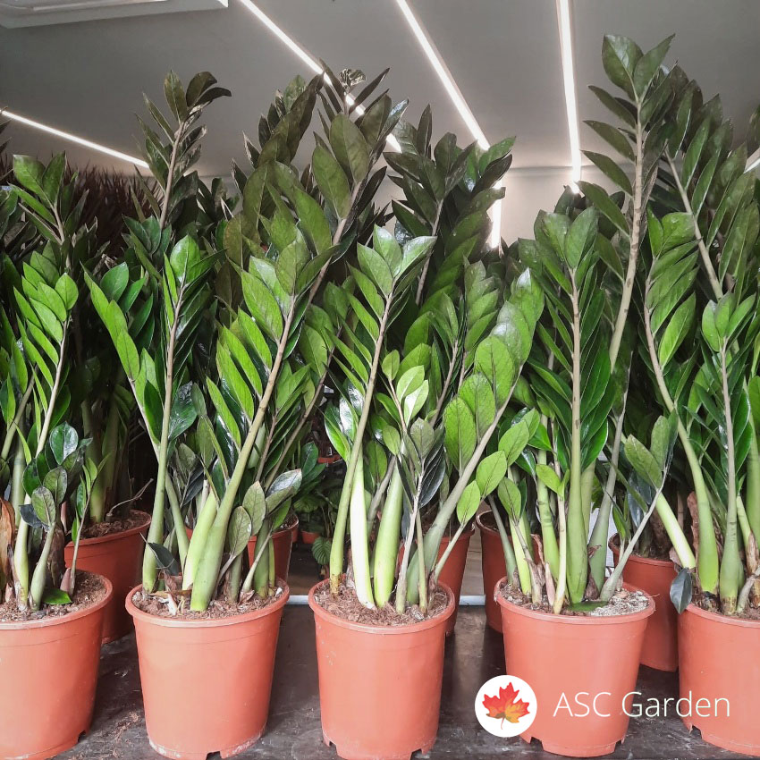 Zamioculcas zamiifolia 75 cm