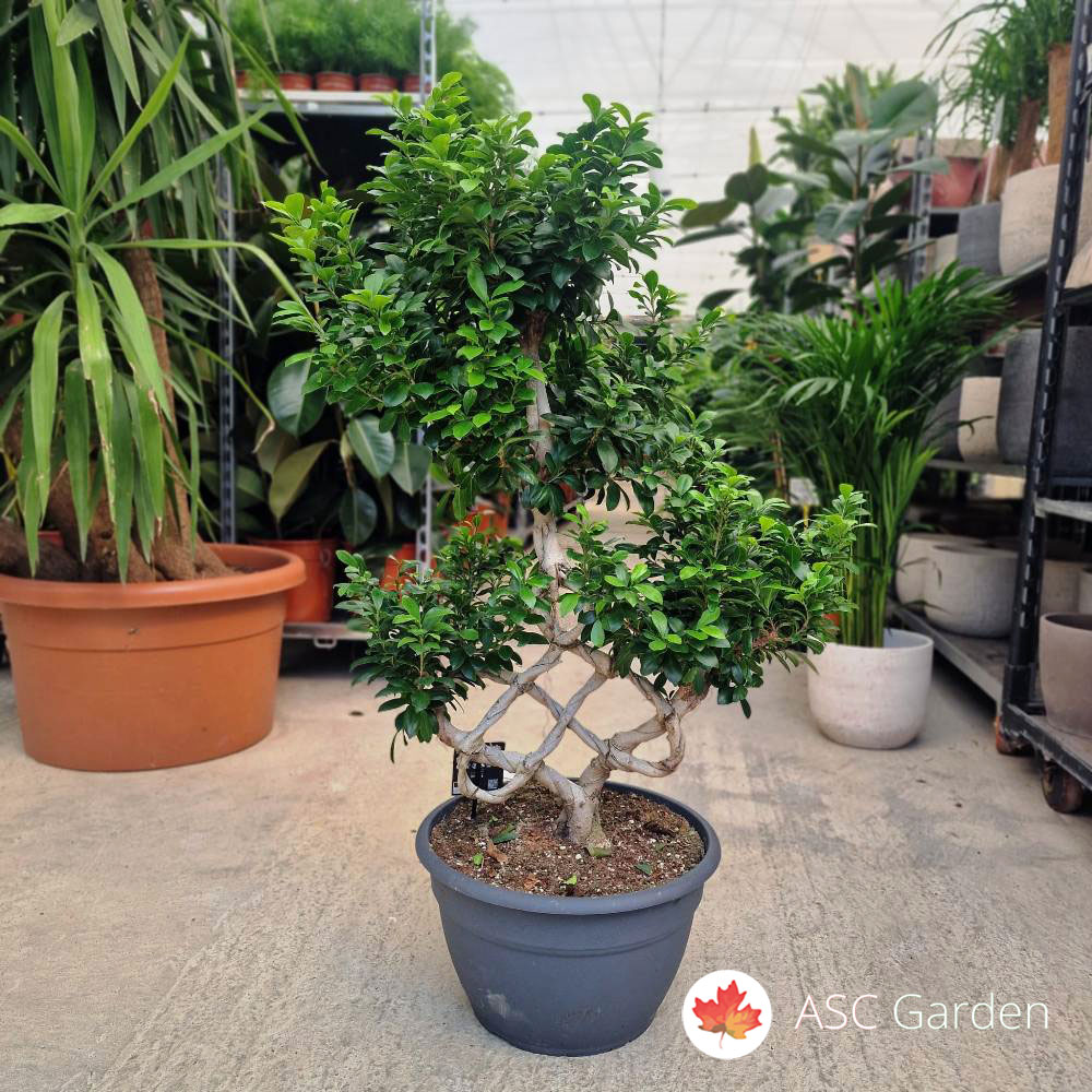 Ficus microcarpa-Bonsai 110 cm