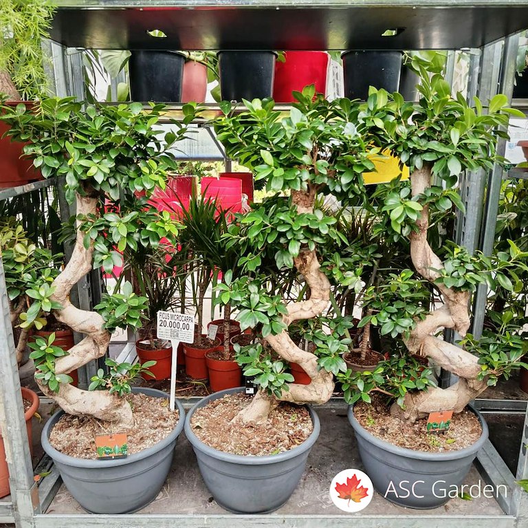 Ficus microcarpa Ginseng 115 cm