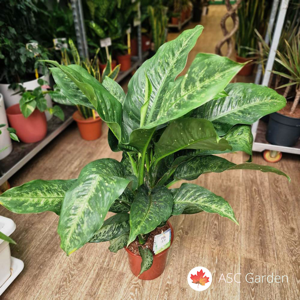 Dieffenbachia ‘Memoria Corsii’ – Difenbahija 90 cm fi 24 cm