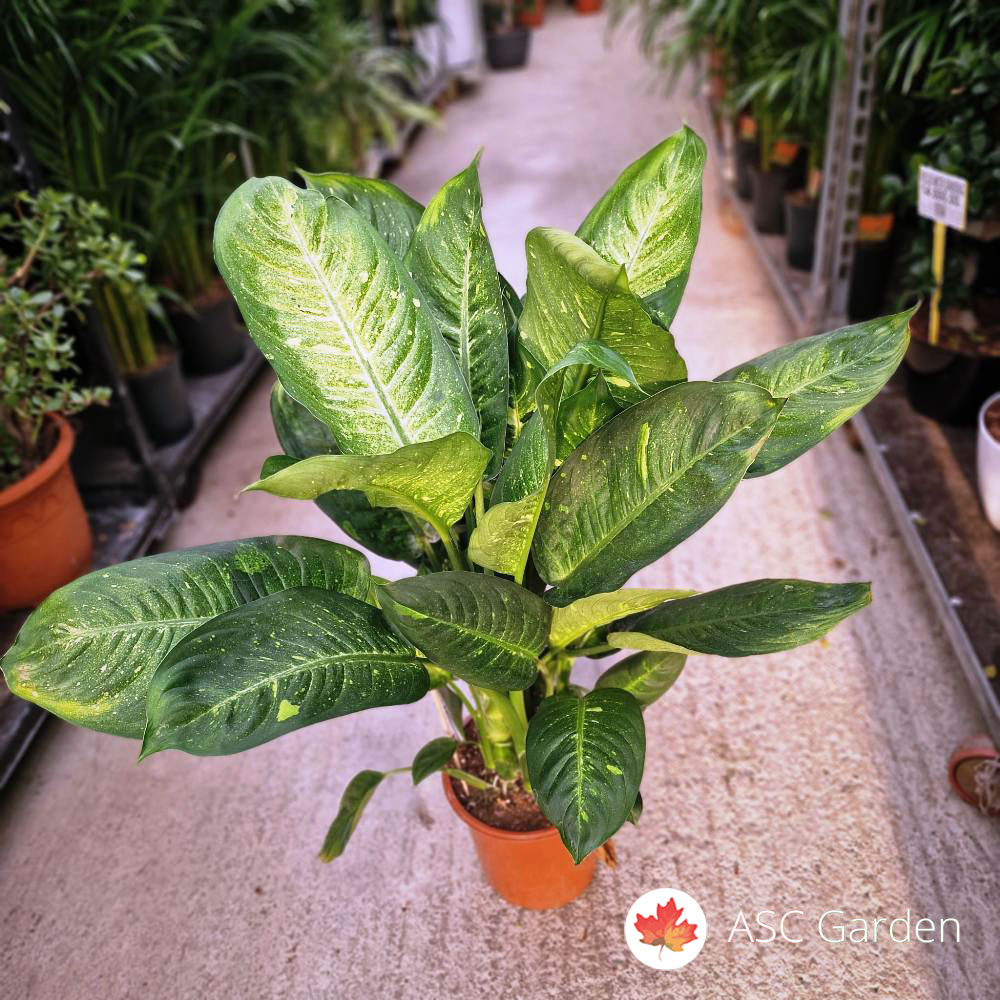 Dieffenbachia Living Fantasy 90 cm
