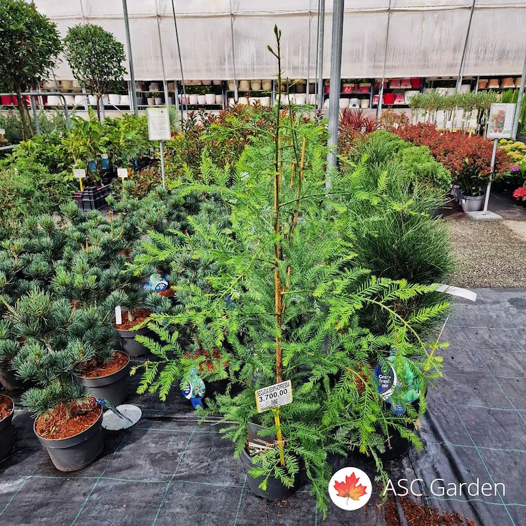 Sequoia sempervirens ‘Adpressa’ 90cm