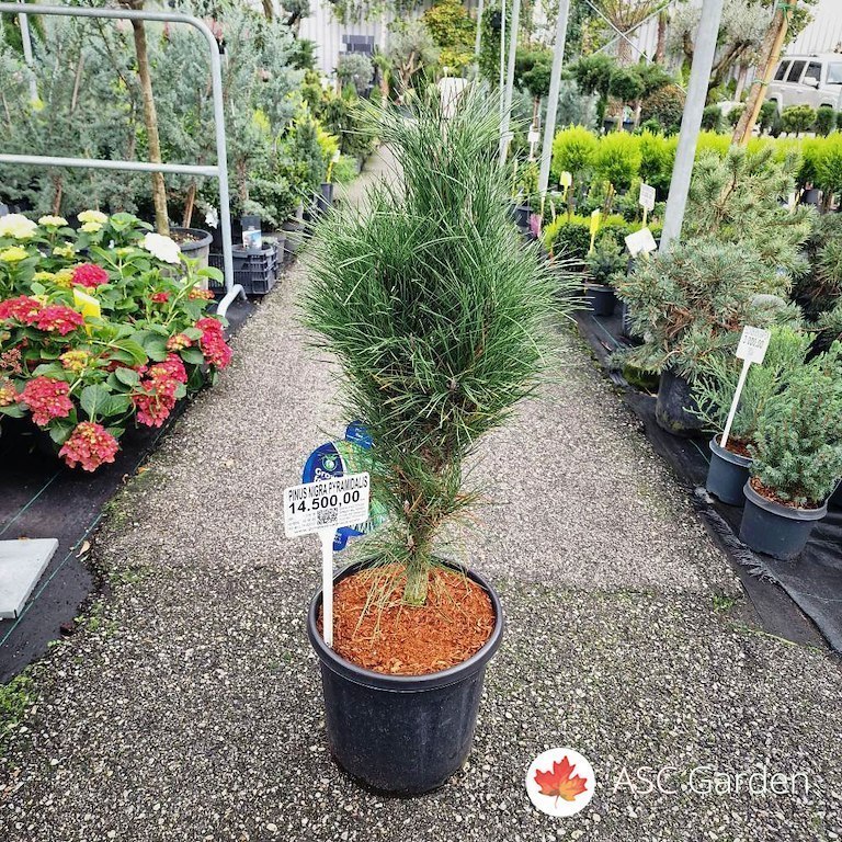 Pinus nigra ‘Pyramidalis’ 100 cm – Stubasti bor