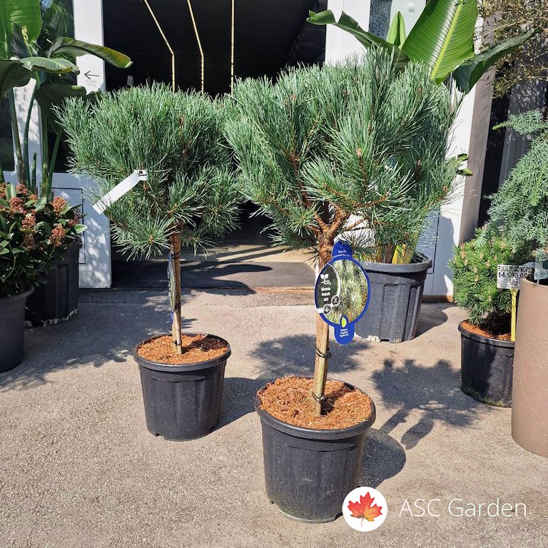 Pinus sylvestris Watereri 100 cm