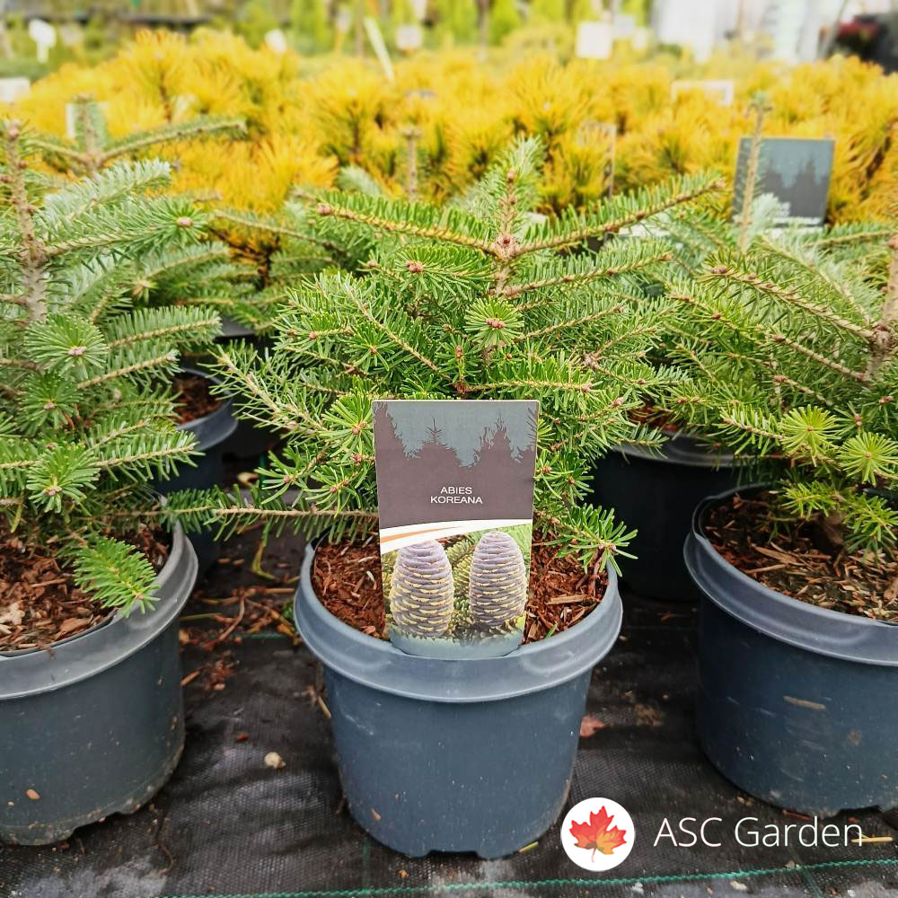 Abies koreana 45 cm