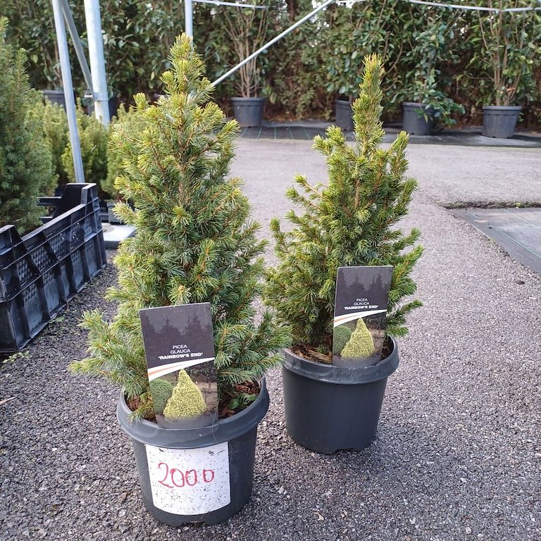 Picea glauca Rainbow’s end 35 cm