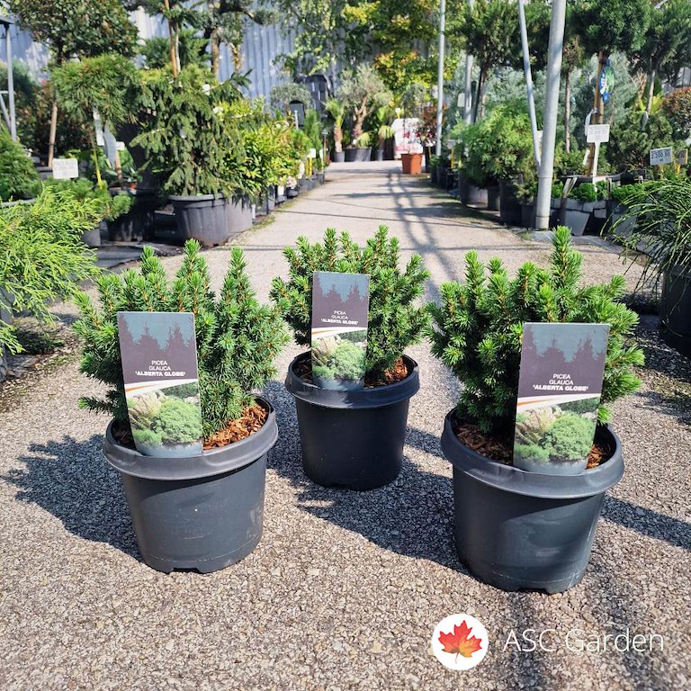 Picea glauca Alberta Globe 30 cm