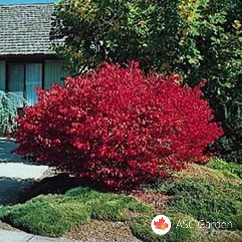 Euonymus alatus 40 cm