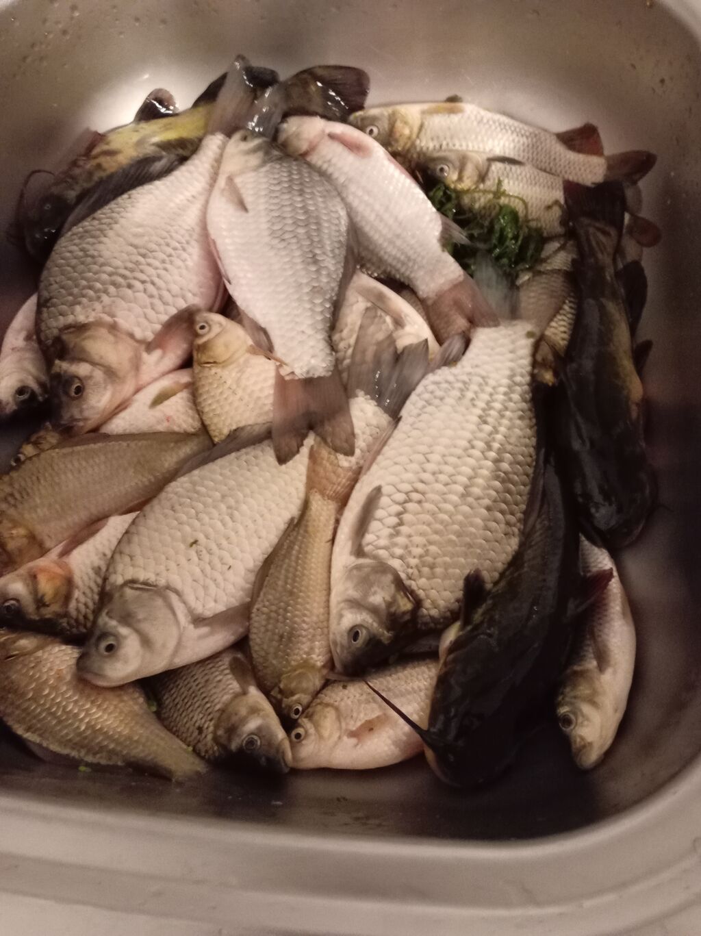 Sveža rečna riba – razne vrste i veličine - Vrste: pretežno bela riba