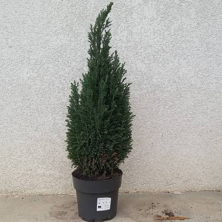 Elwoodii – Mekani čempres 70 cm