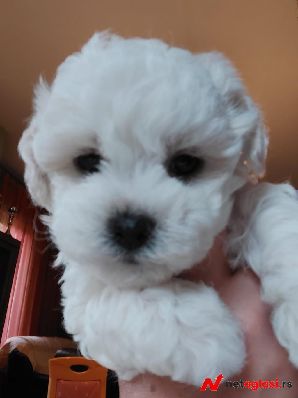 Pudla