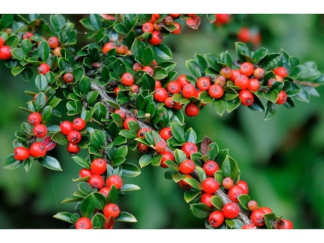 Kotoneaster medonosno (Cotoneaster horizontalis) sadnic