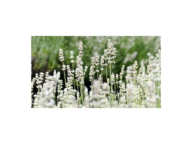 Bela lavanda sadnice