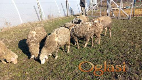 cetiri ovce il de franc
