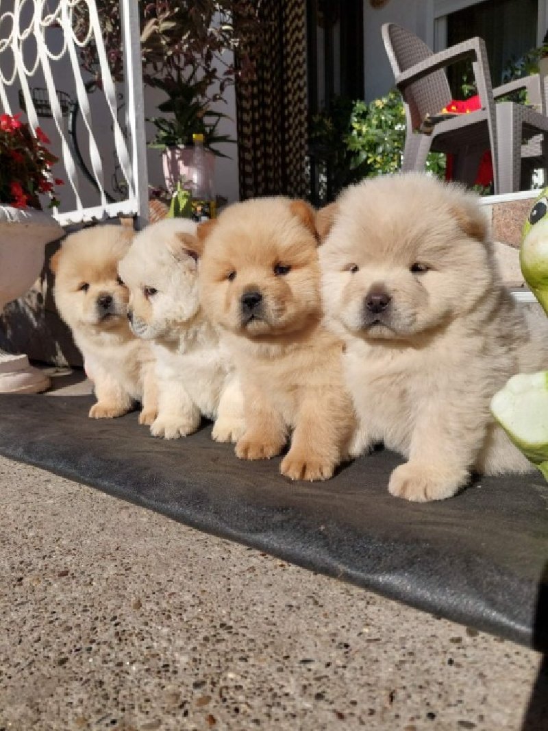 Chow chow - cau cau