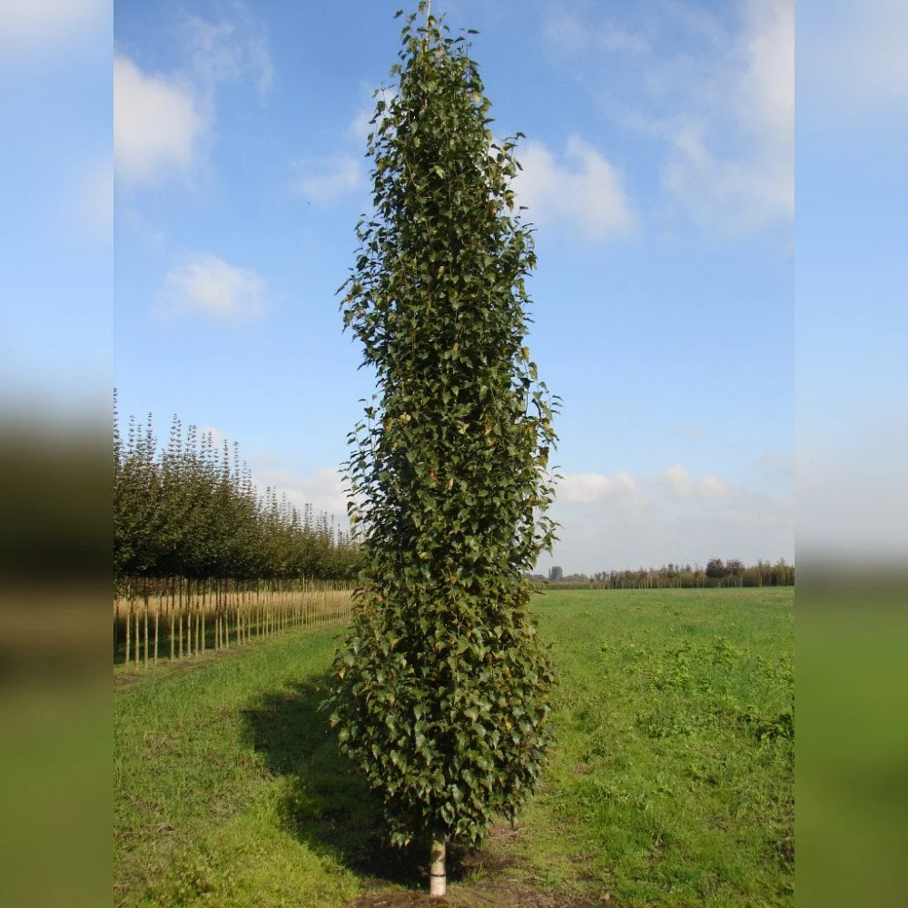 Betula Fastigiata- Stubasta breza