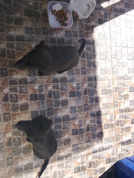 Prodajem 2 labradora