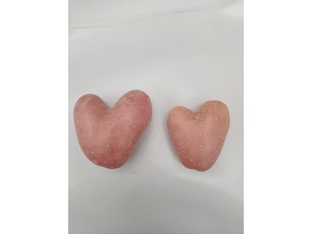 Krompir Mesecar 1 Kg - seme( krupnije)