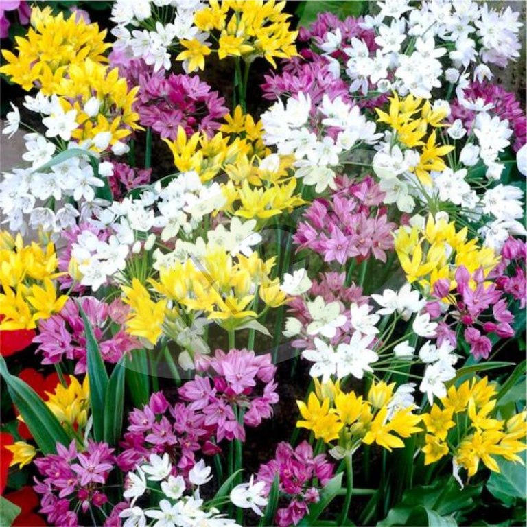 LUKOVICE ALLIUM MIX