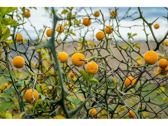 SIBIRSKI LIMUN (Poncirus trifoliata) sadnice