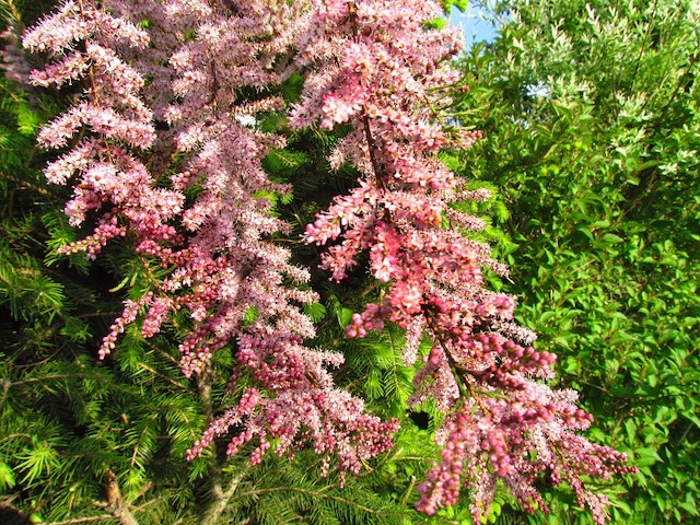 Tamarix ( Tamariks, Tamaricaceae, medonosno) sadnice