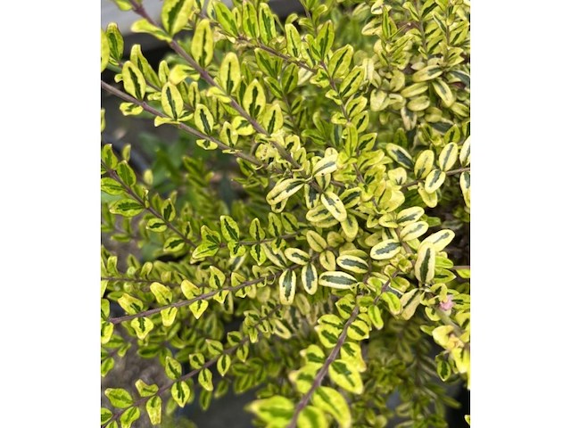 Lonicera nitida Lemon Beauty