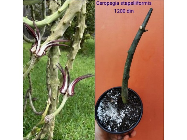 Ceropegia stapeliiformis