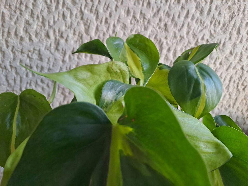 Filadendron Brasil sa prve i druge slike je 800, Dracena Marginata