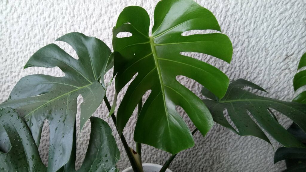 Filadendron, velika biljka