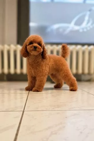 PUDLA CRVENA