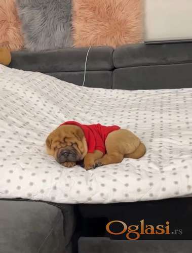 Bebe