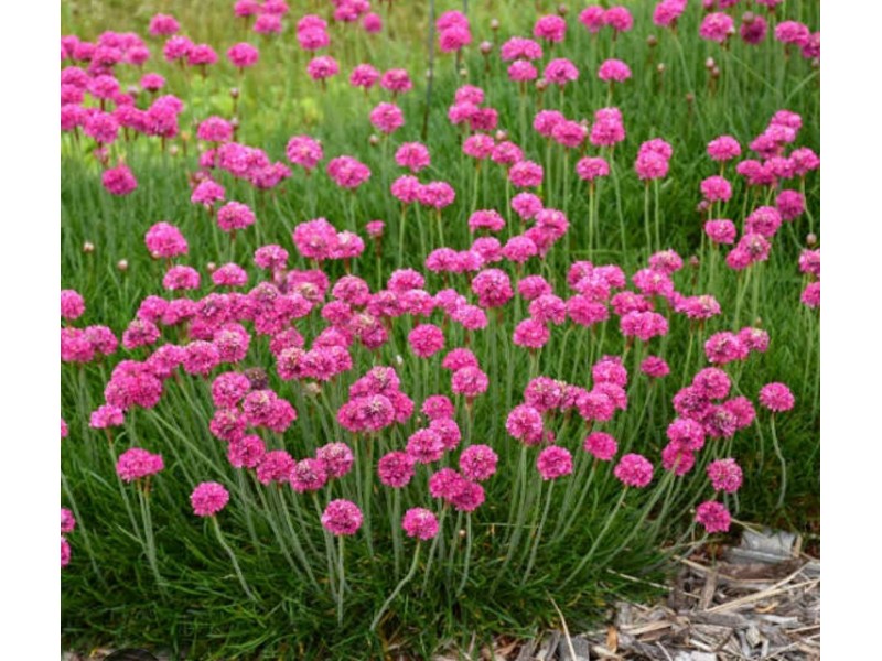 Armeria martima- holandska trava