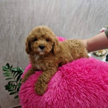 Toy pudle maleni mečići ❲ 600 eur ❳