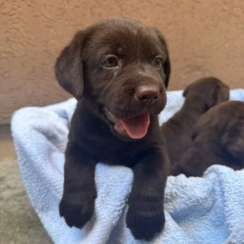Cokoladni labrador ❲ 350 eur ❳
