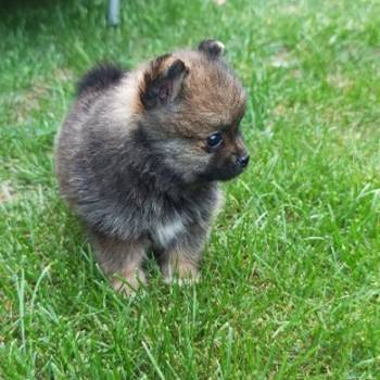 Pomeranac stene ❲ 400 eur ❳