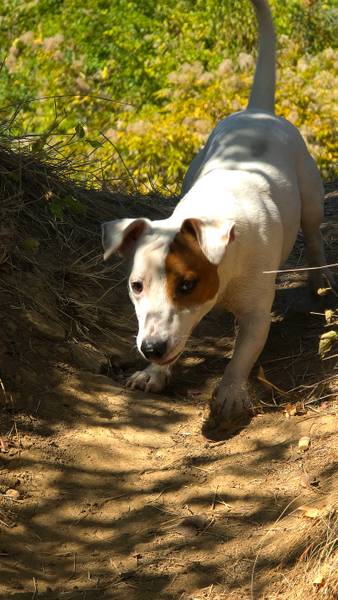 Jack Russel (Dzek Rasel) terijer za parenje
