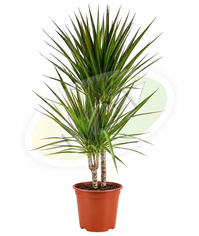 DRACENA U SAKSIJI