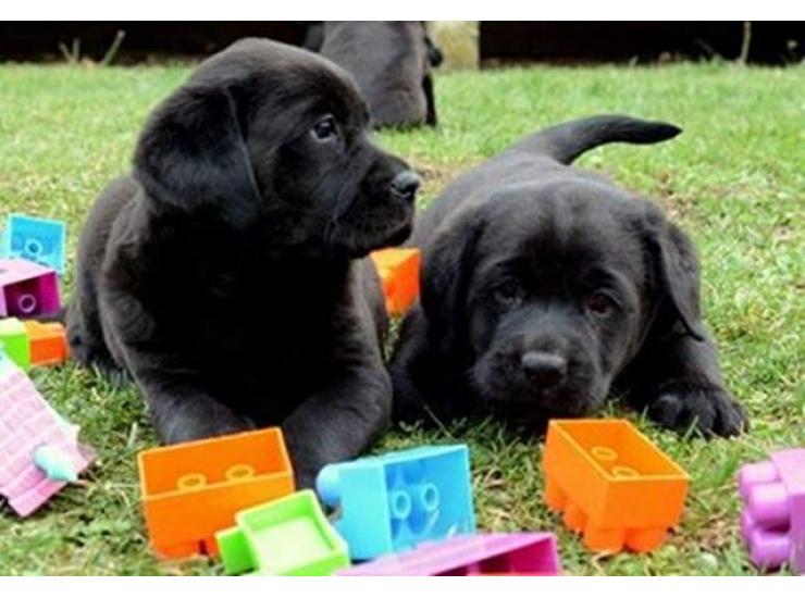 Stenci labrador retrivera izlozbenog potencijala