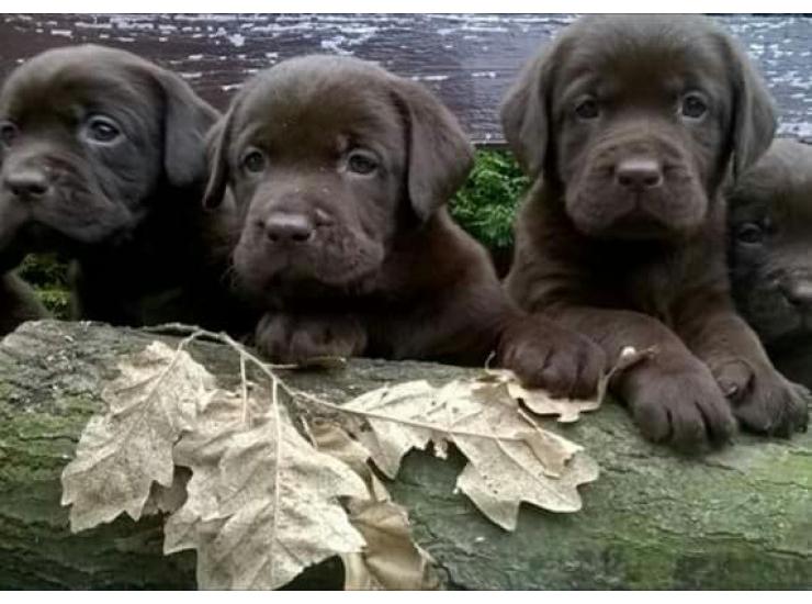 Labrador Retriver štenci čokoladni (braon)