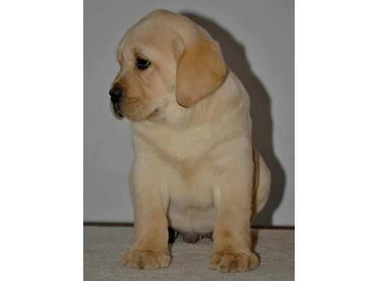 Labrador retriver, stenci