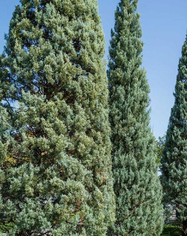 Cupressus arizonica- Arizonski čempres
