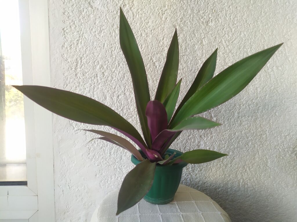 Mojsijeva kolevka 40 cm - Tradescantia spathacea Prodaje se biljka sa