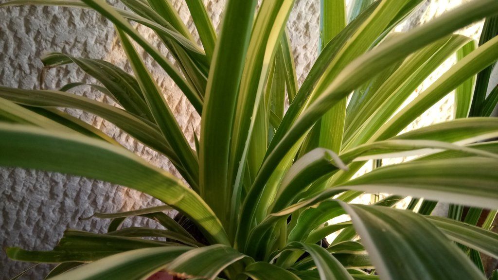 Chlorophytum, raskošnog rasta