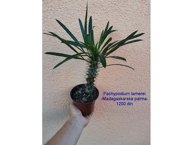 Pachypodium lamerei (Madagaskarska palma)