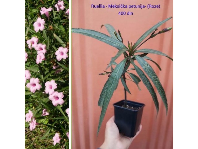 Ruellia - Meksicka petunija (Roze)
