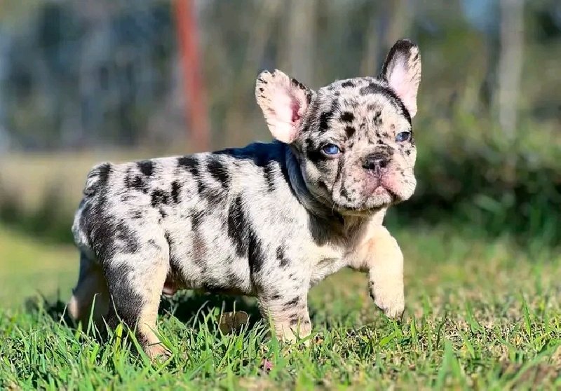 French bulldog puppies for adoption