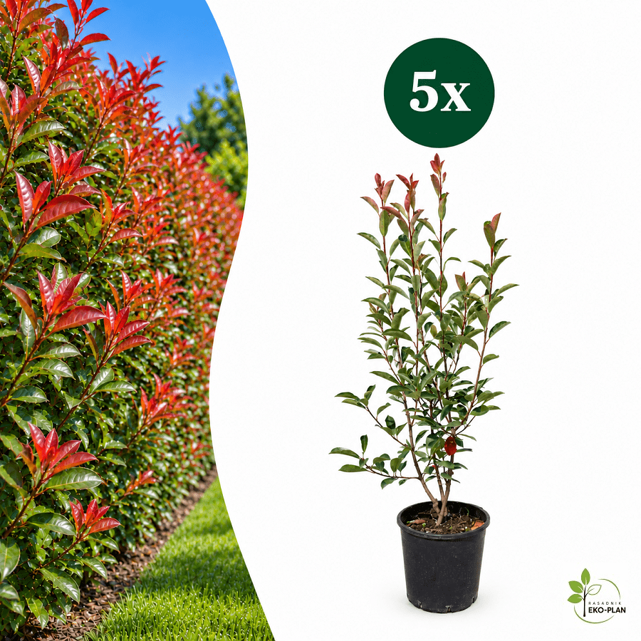Fotinija Red Robin 100 cm – paket 5 sadnica