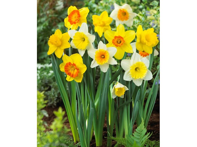 Narcis lukovice Prodaja