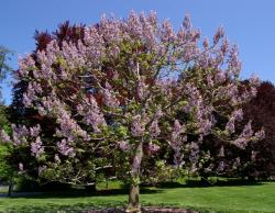 S0228 - Paulownia tomentosa