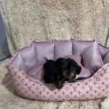 Oštrodlaki patuljasti jazavičari ❲ 300 eur ❳